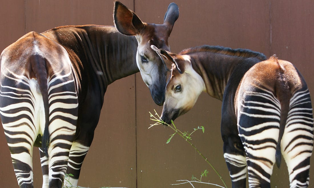Arca de Noé: tudo sobre os animais do jardim zoológico!