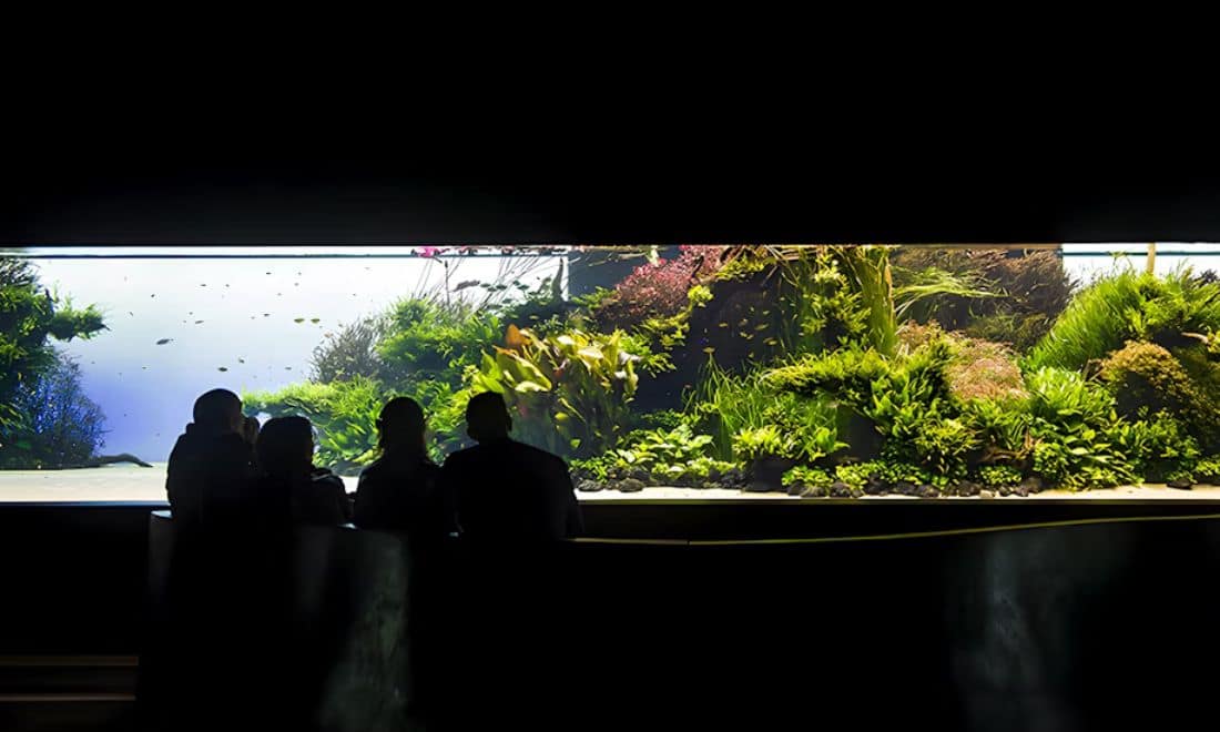 oceanário de lisboa - Estrelas & Ouriços
