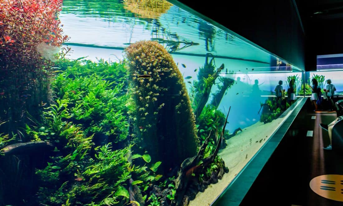 oceanário de lisboa escolas1 - Estrelas & Ouriços