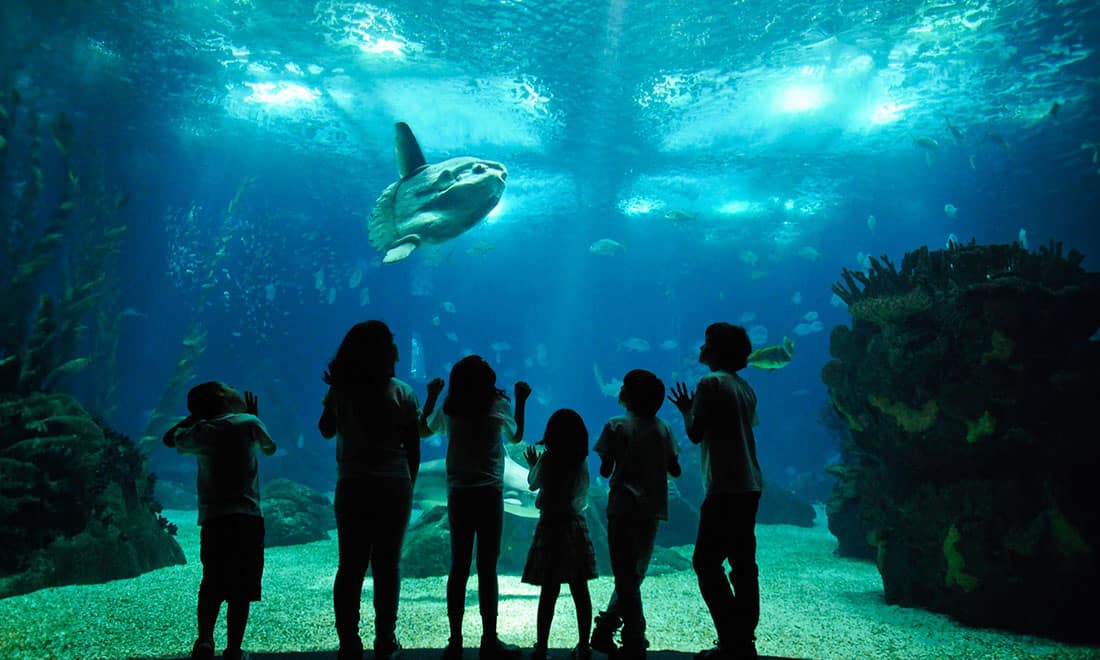 Oceanário de Lisboa: atividades - Estrelas & Ouriços