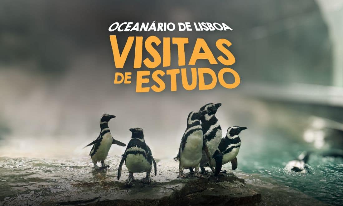 Oceanário de Lisboa desafia as escolas a descobrir o mar
